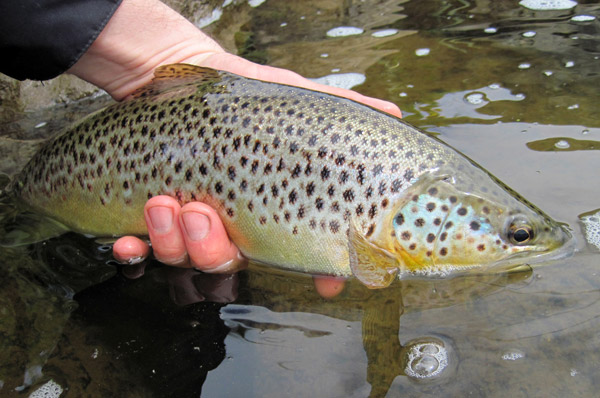 Rooster Tail for Trout - Lake Ontario Outdoors