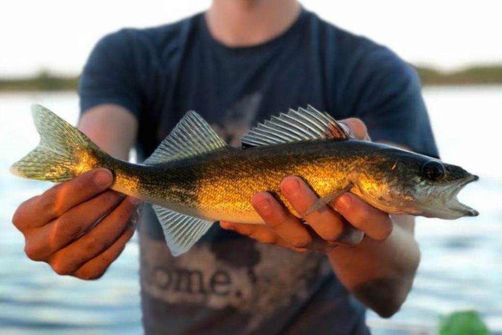 Walleye - Lake Ontario Outdoors