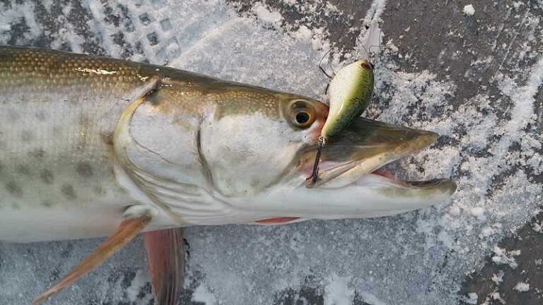 Tiger Musky Teeth - Lake Ontario Outdoors