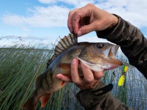 What Do Perch Eat? - Lake Ontario Outdoors